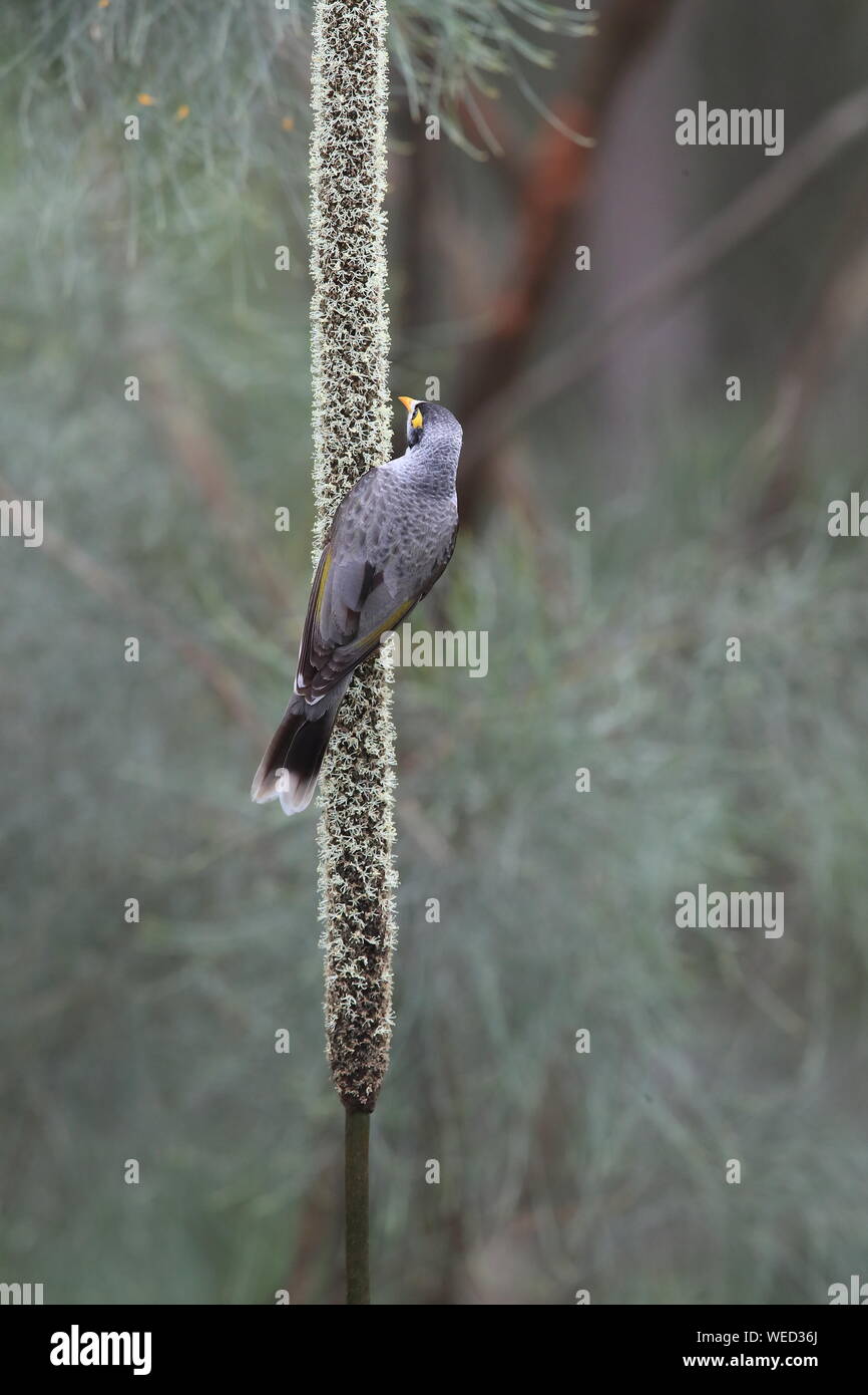 Avian bird noisy miner manorina melanocephala australian wildlife ...