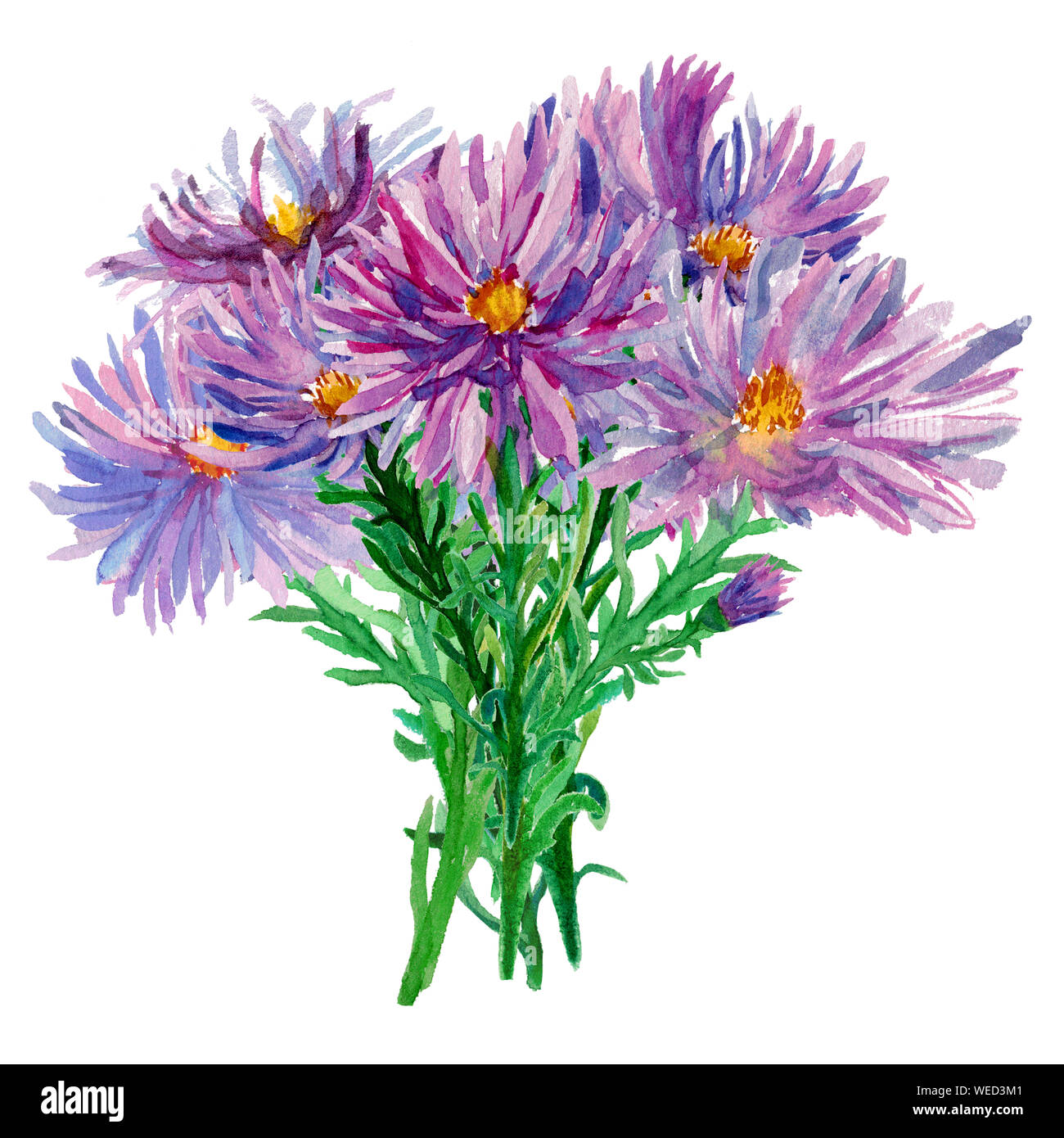 Aster flower drawing hi-res stock photography and images - Alamy