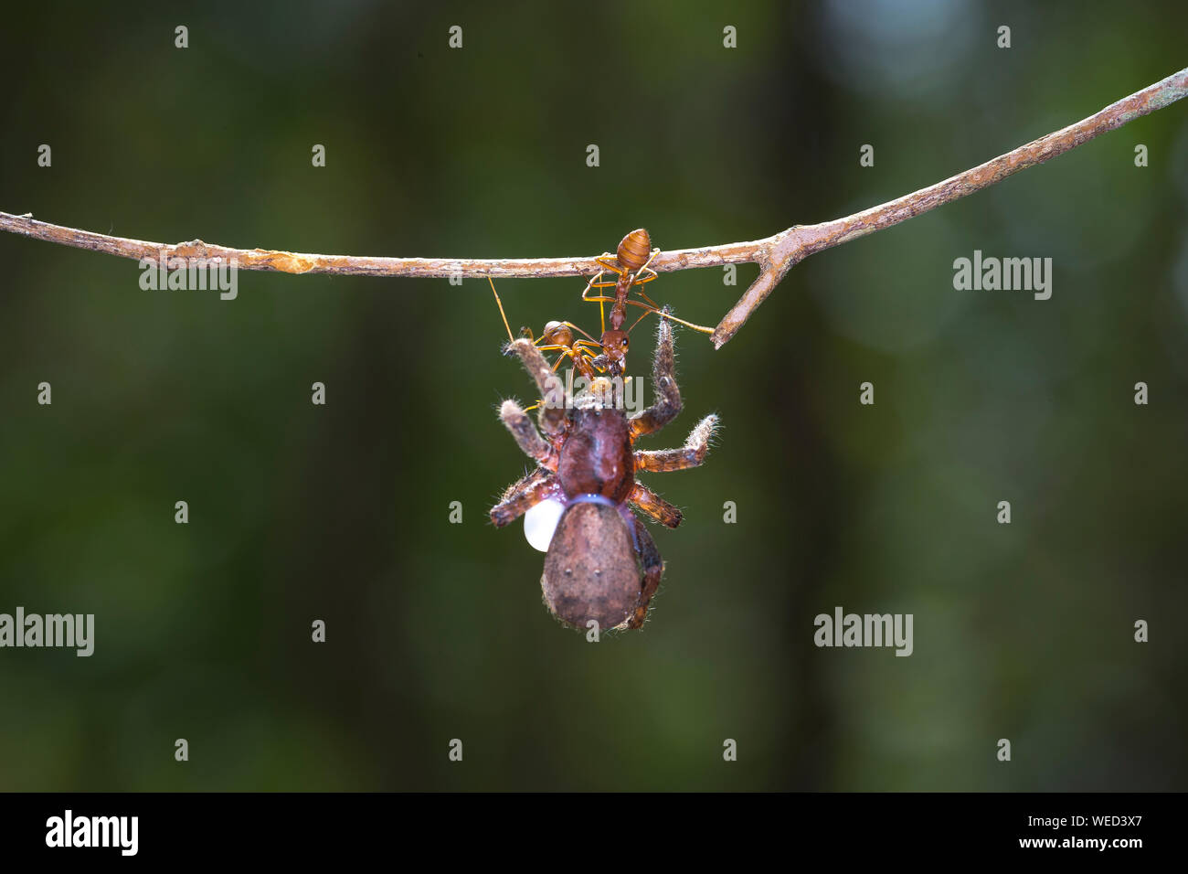 Stick insect spider ant hi-res stock photography and images - Alamy