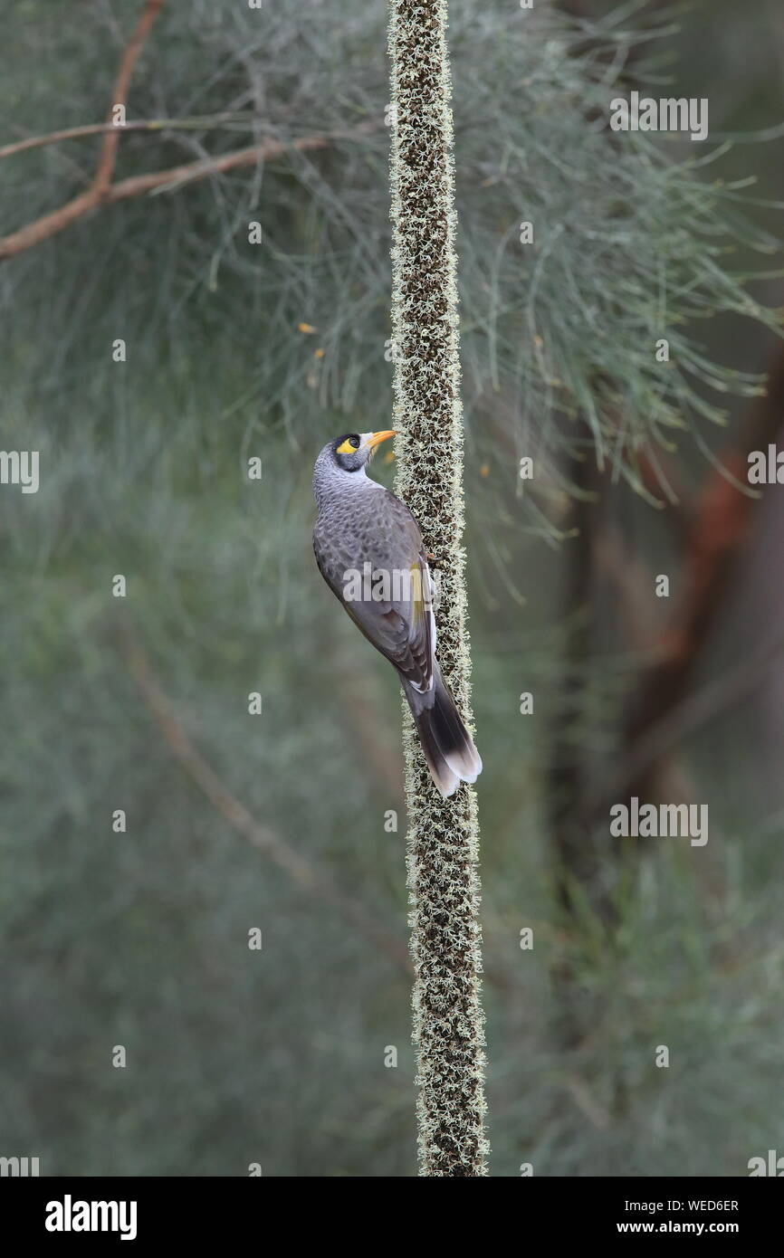 Avian bird noisy miner manorina melanocephala australian wildlife ...