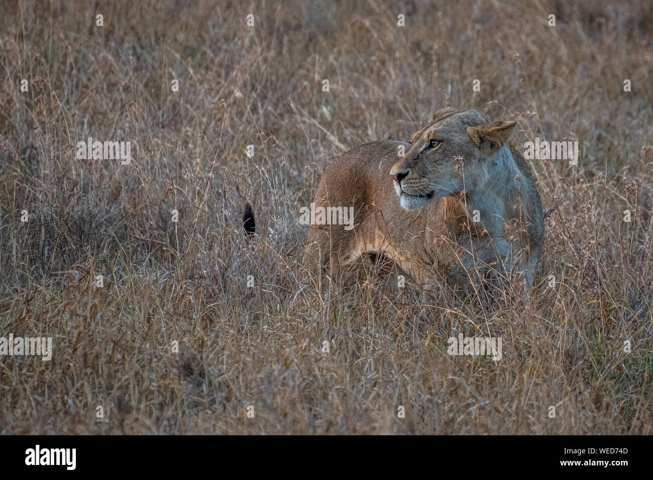 Lonely lion, Lumo wildlife sanctury, Kenya Stock Photo - Alamy