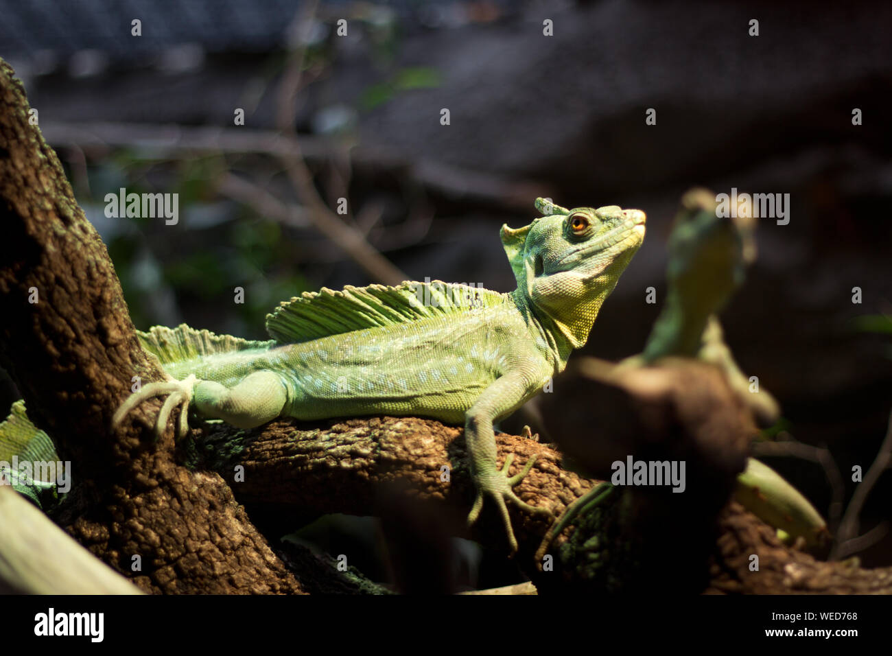 Basilisks High Resolution Stock Photography and Images - Alamy