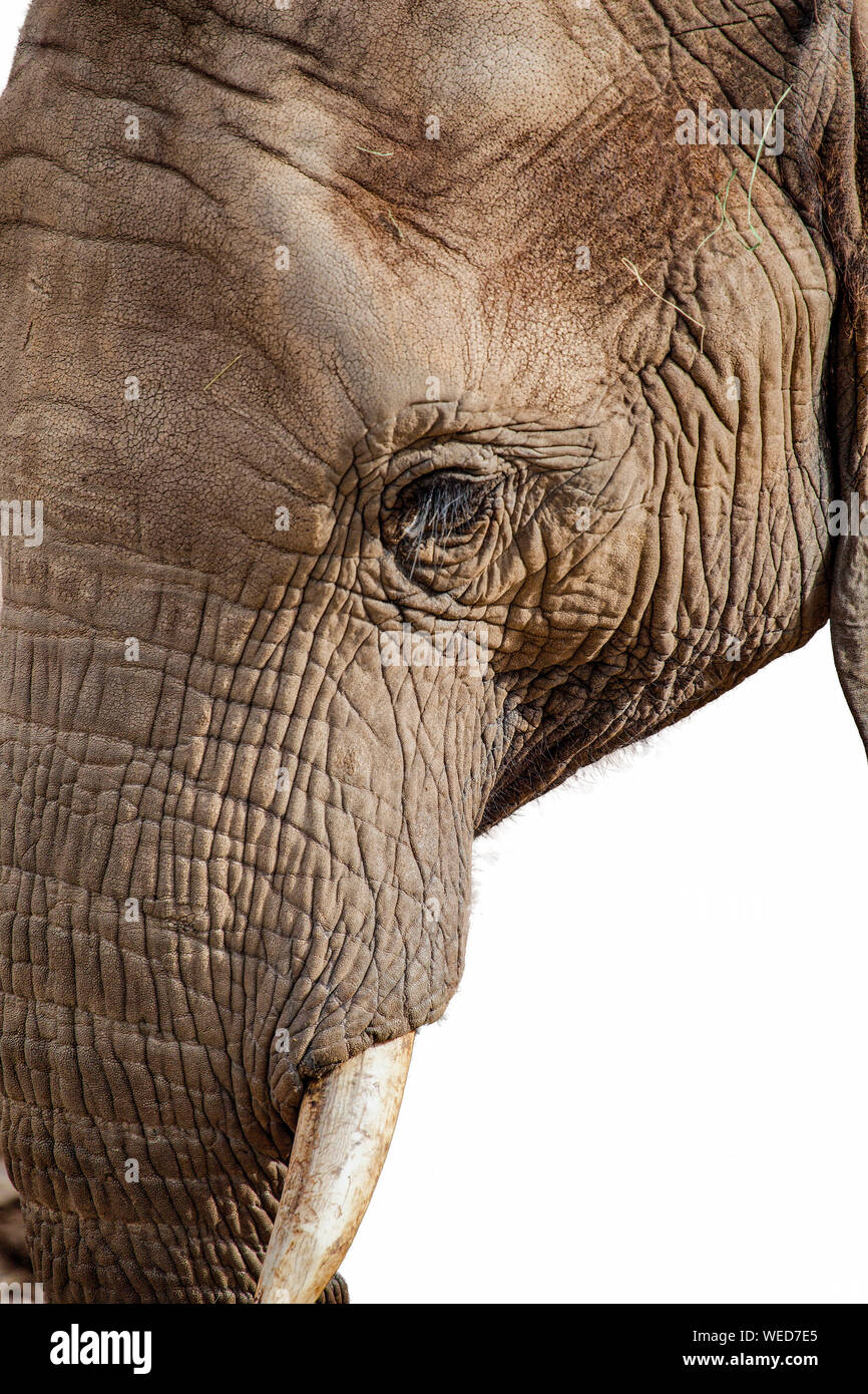Elephant Face Isolated on White closeup view Stock Photo - Alamy