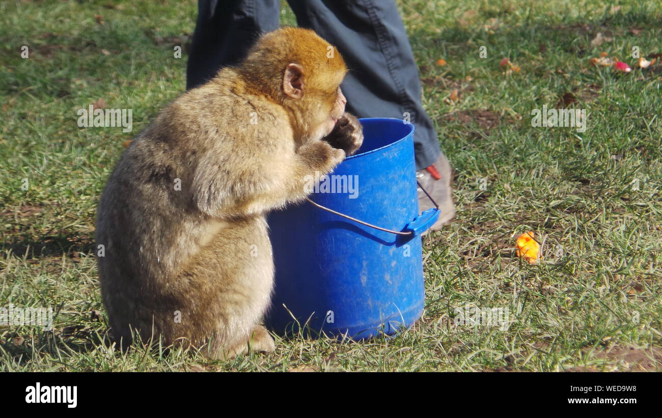 Bucket in the grass hi-res stock photography and images - Alamy