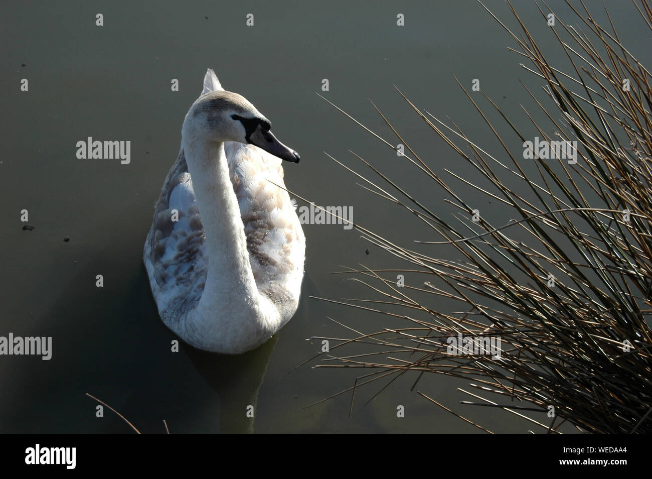 Female swan hi-res stock photography and images - Alamy