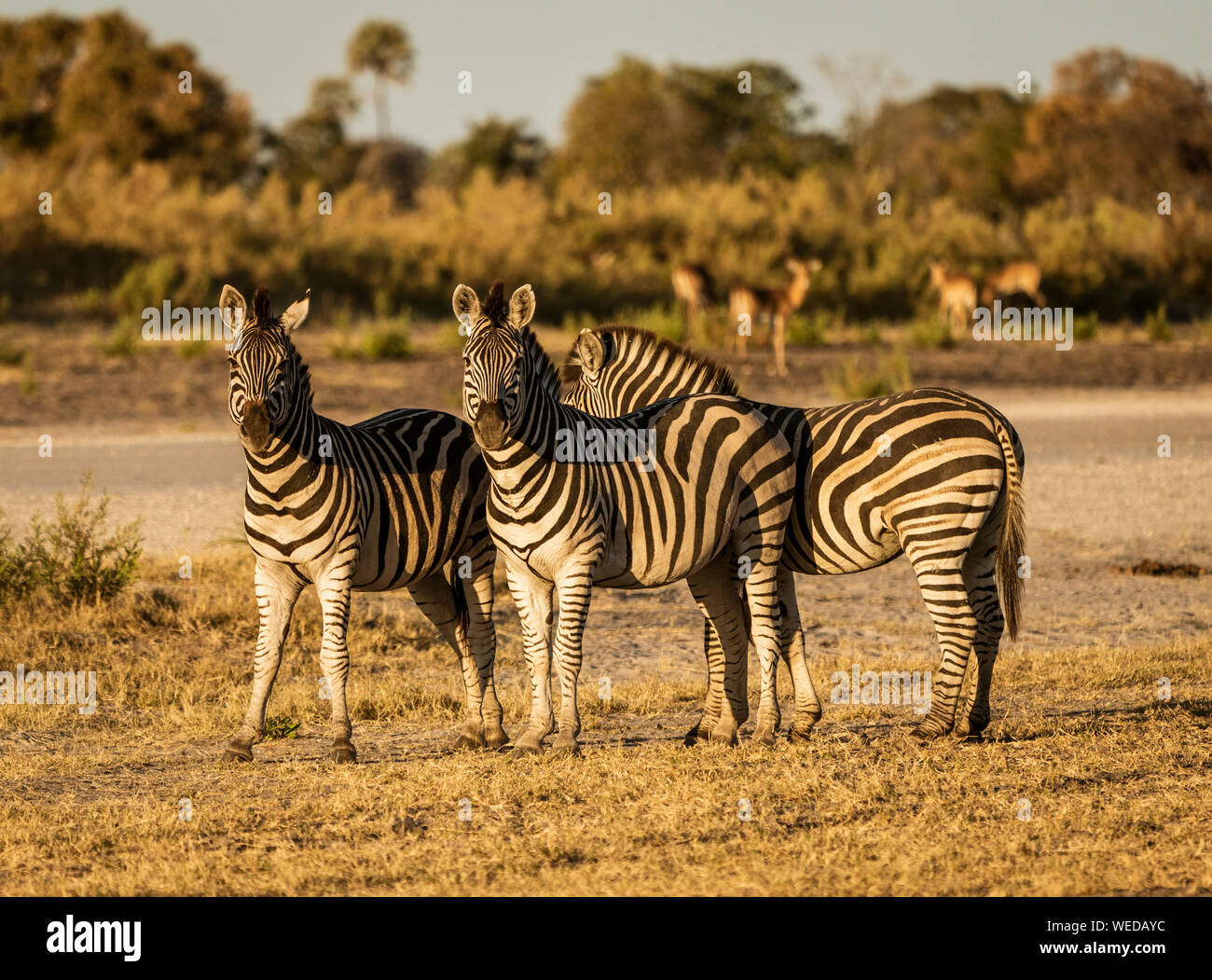 A small dazzle of zebras look at the photographer in Botswana Stock ...