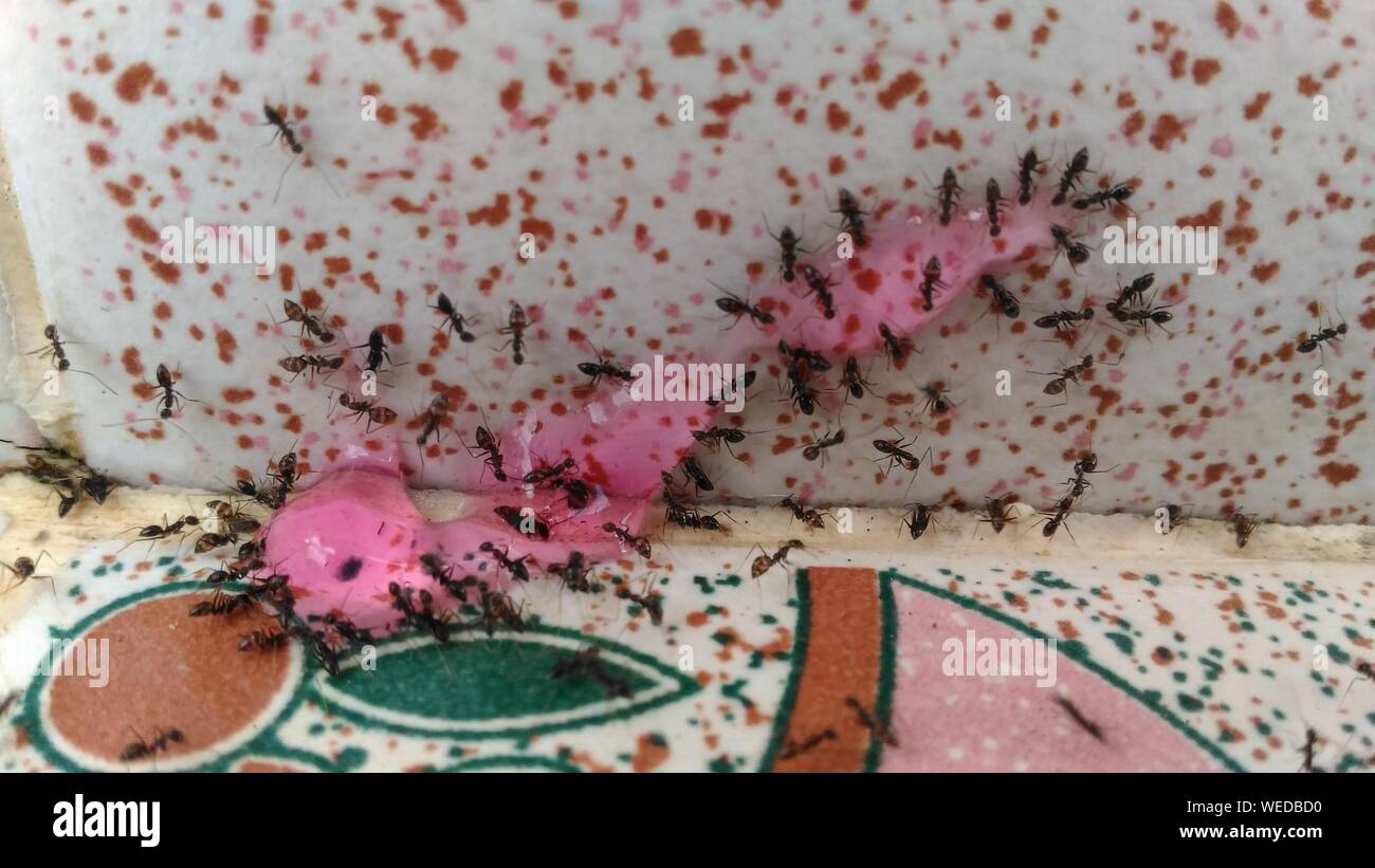 Ants eating food hi-res stock photography and images - Alamy