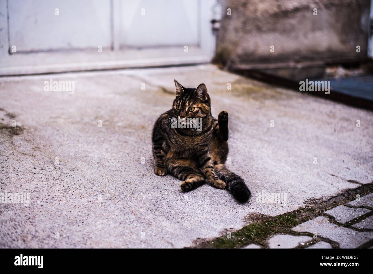 Tabby house hi-res stock photography and images - Alamy