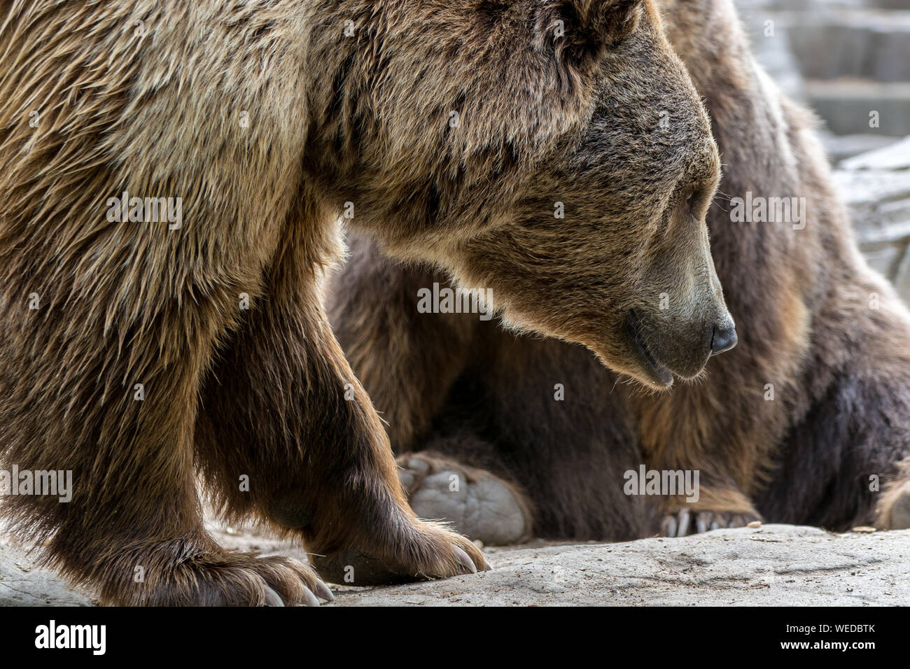 Close up grizzly bear hi-res stock photography and images - Alamy