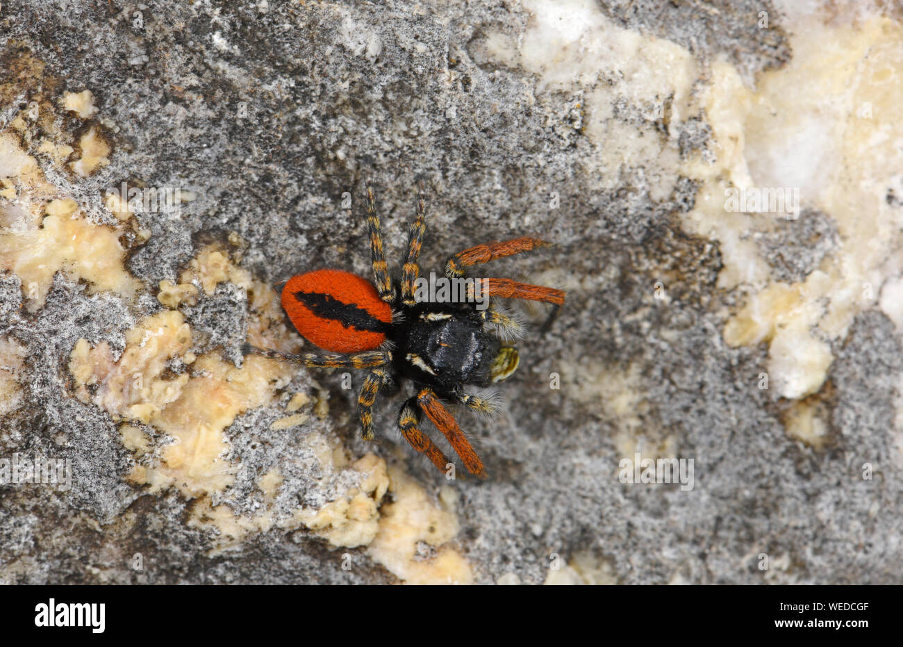Jumping Spider (Philaeus chrysops) male at rest on rock, Bulgaria ...