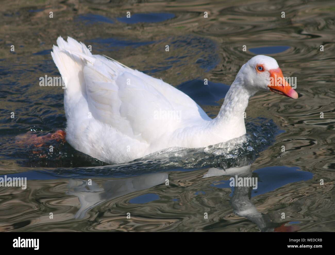 Goose in the river hi-res stock photography and images - Alamy