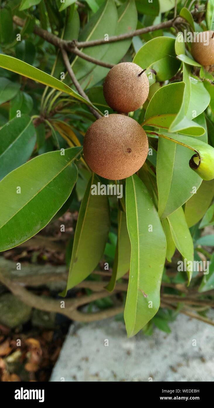 Sapodilla hi-res stock photography and images - Alamy