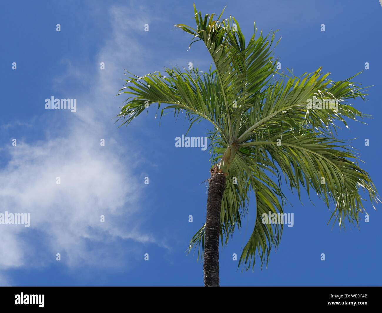 Top part of a coconut tree, with gorgeous clouds in the background ...