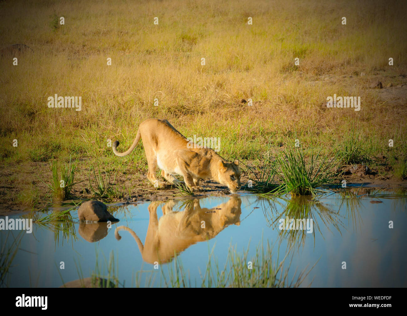 Reflection of lion in water High Resolution Stock Photography and ...