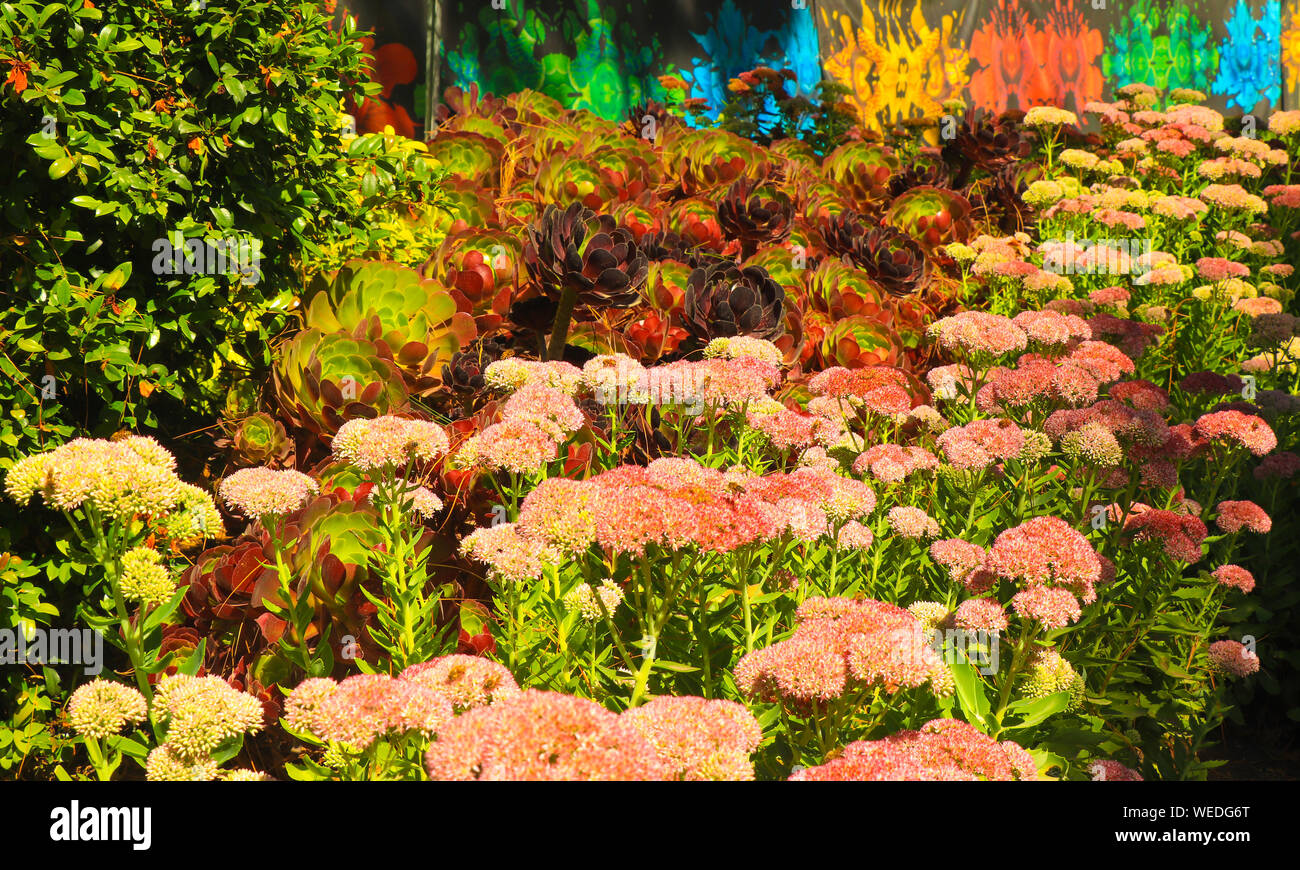 Australia, Melbourne, beautiful flowers, Royal Botanical Gardens Stock ...