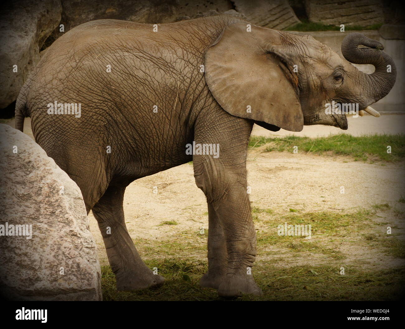 Young elephant in zoo hi-res stock photography and images - Alamy