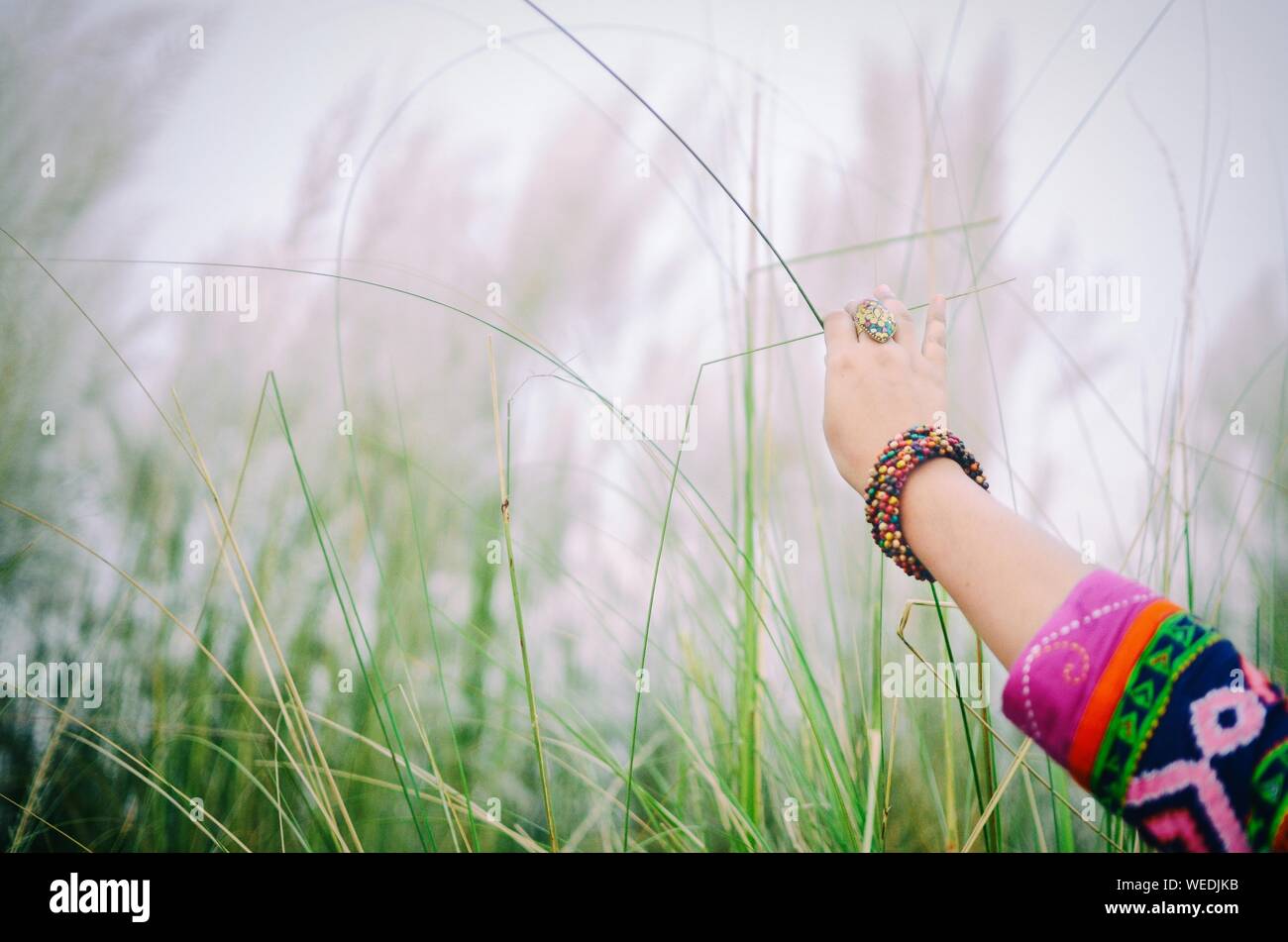 Human hand touching grass hi-res stock photography and images - Alamy