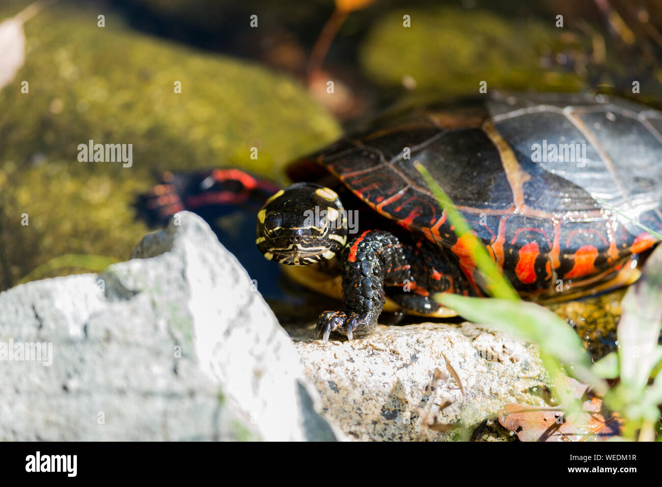 Turtle rock hi-res stock photography and images - Alamy