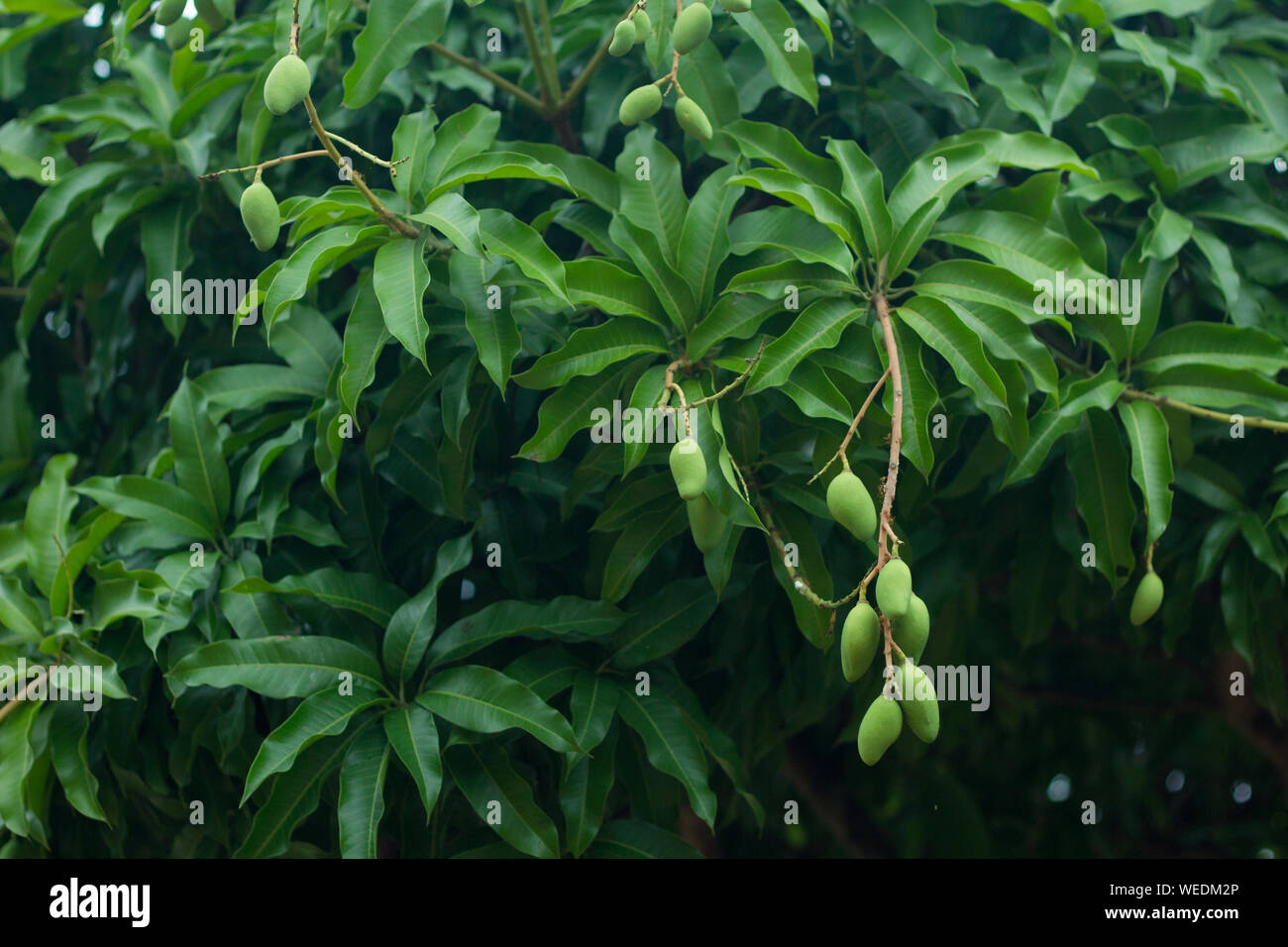 Mangoes growing on mango tree hi-res stock photography and images - Alamy