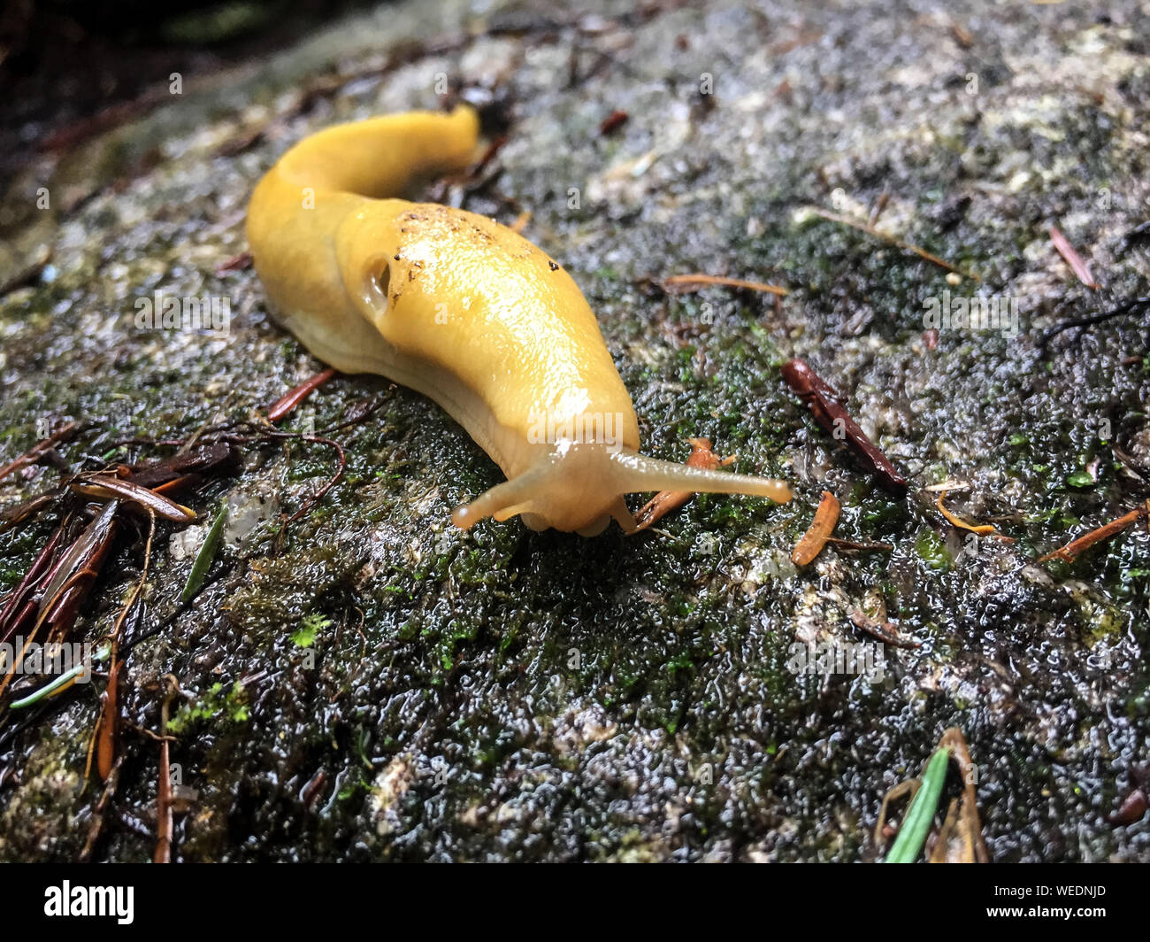 Wet Slug High Resolution Stock Photography and Images - Alamy