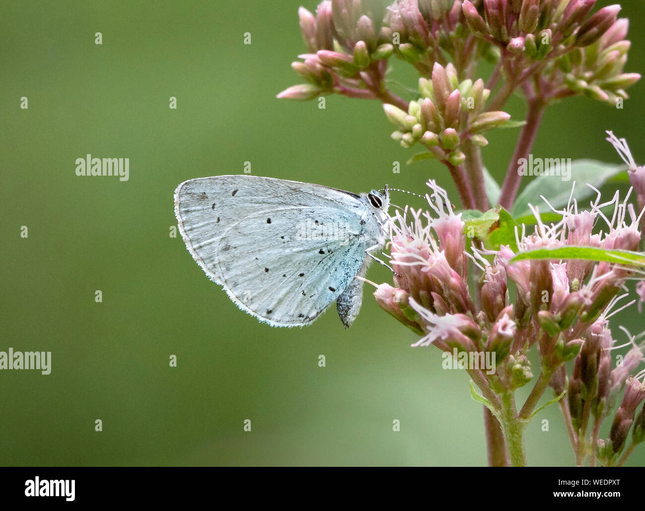 Silvery blue butterfly hi-res stock photography and images - Alamy
