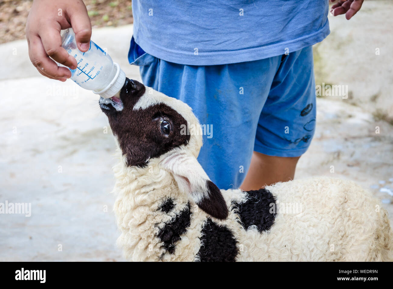 Young Man Holding Lamb High Resolution Stock Photography and Images - Alamy