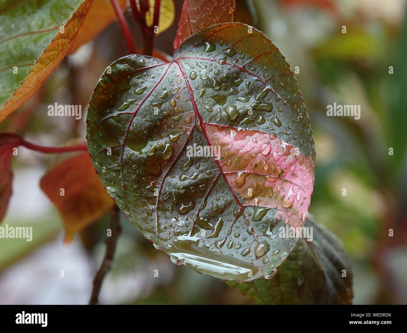 Rain drops dripping from leaf hi-res stock photography and images - Alamy