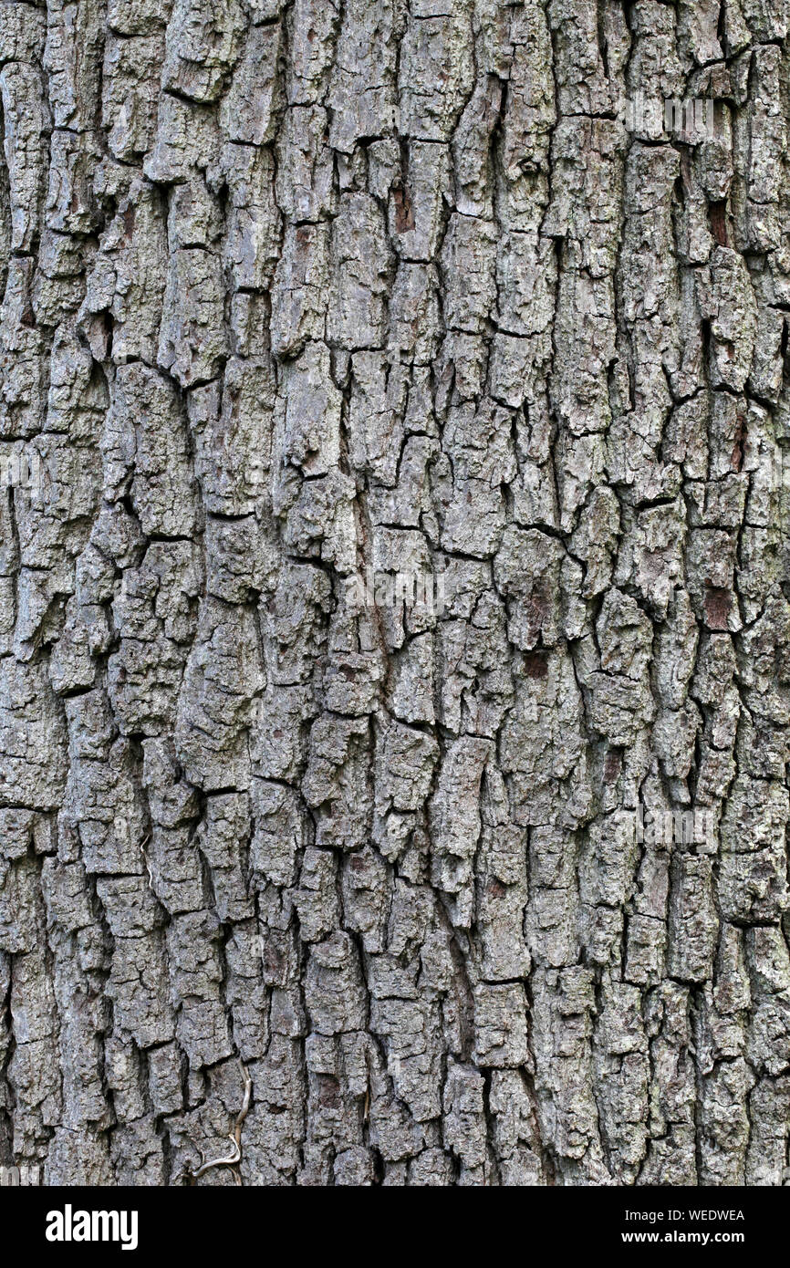 Tree trunk bark hi-res stock photography and images - Alamy