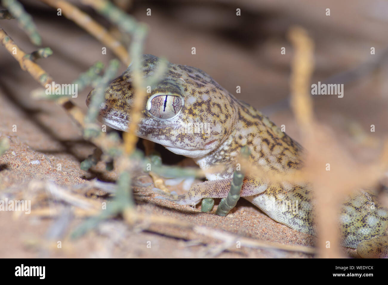 Middle Eastern Short-Fingered Gecko (Stenodactylus doriae) standing in ...