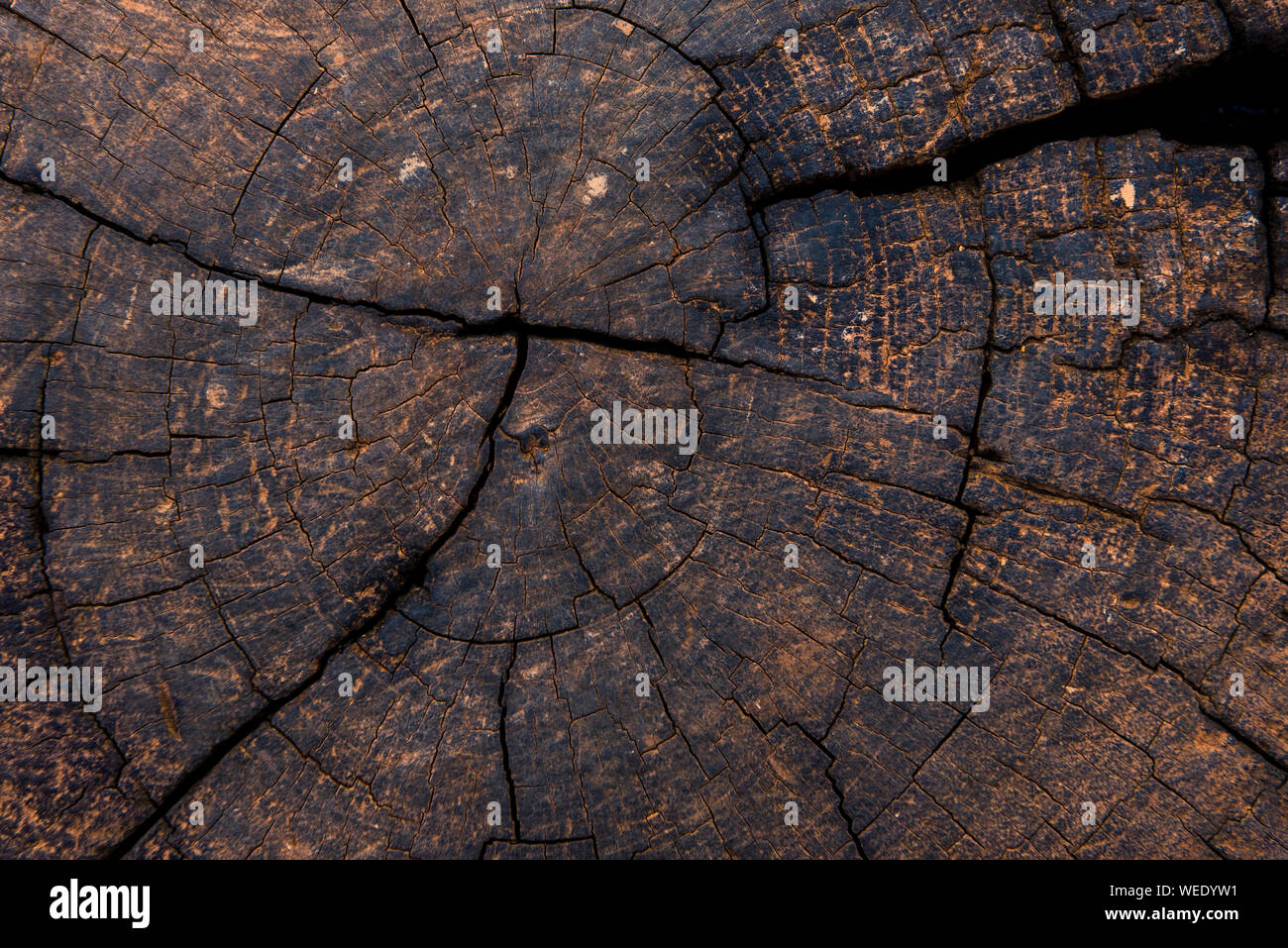 Fossil tree stump hi-res stock photography and images - Alamy