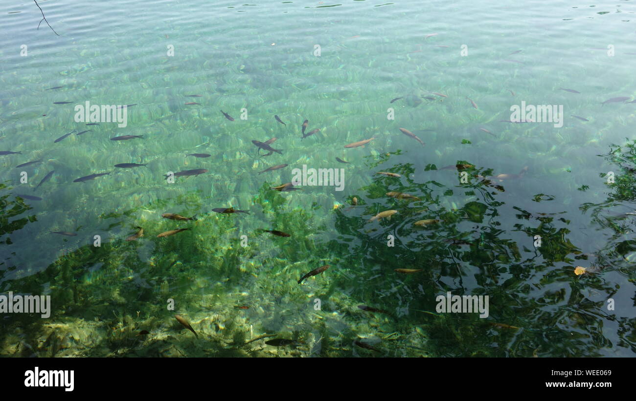 Plitvice Lakes Wildlife High Resolution Stock Photography and Images ...