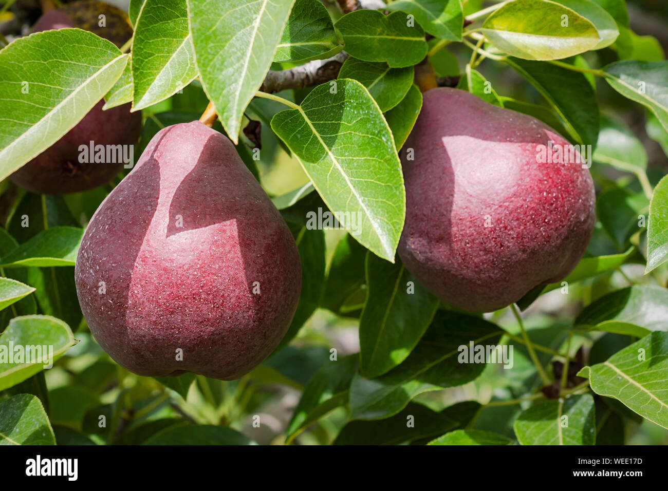 Bartlett pear tree hi-res stock photography and images - Alamy