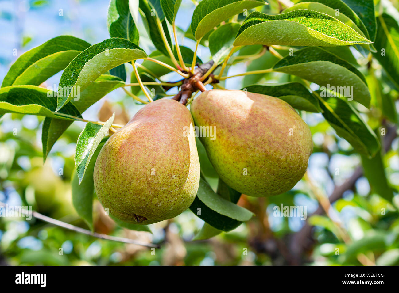 Red pears on tree in orchard hi-res stock photography and images - Alamy
