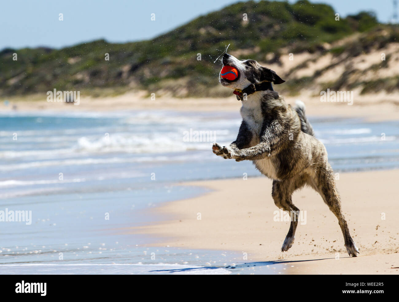 Dog beach fun ball hi-res stock photography and images - Alamy