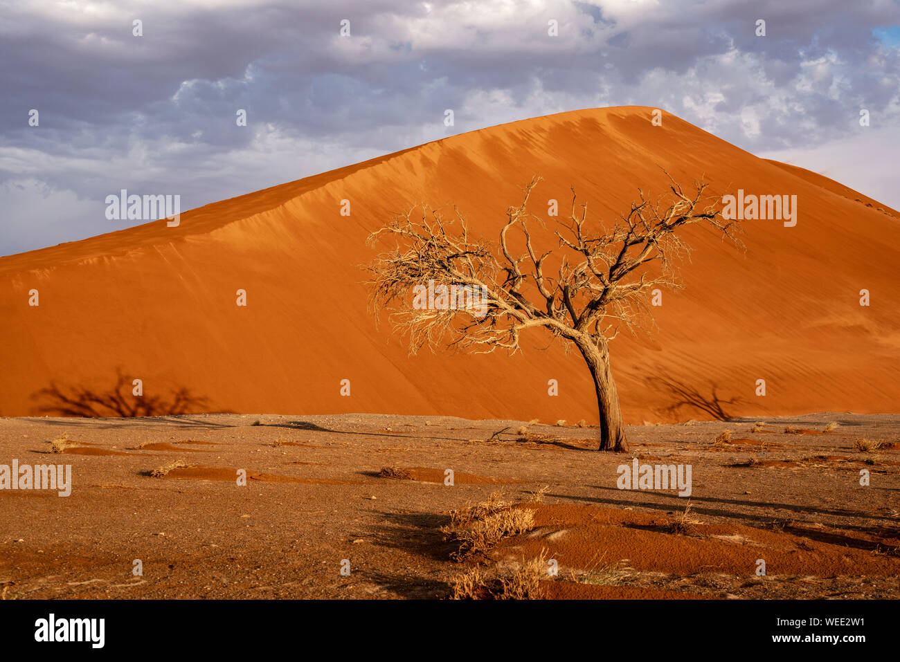 Dormant tree sits under a giant sand dune in the Winter in Namibia ...
