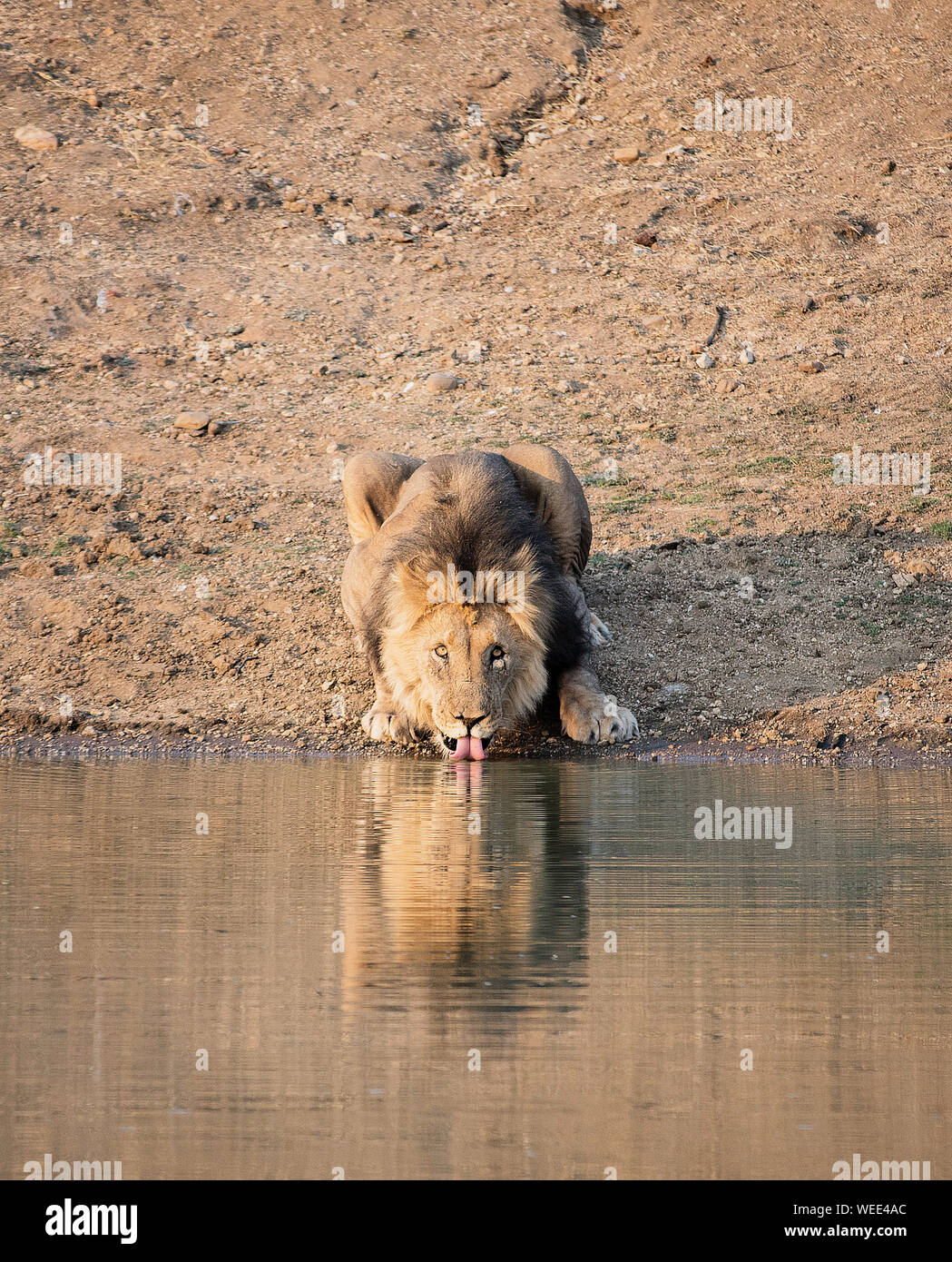 Lion Water Reflection High Resolution Stock Photography and Images - Alamy