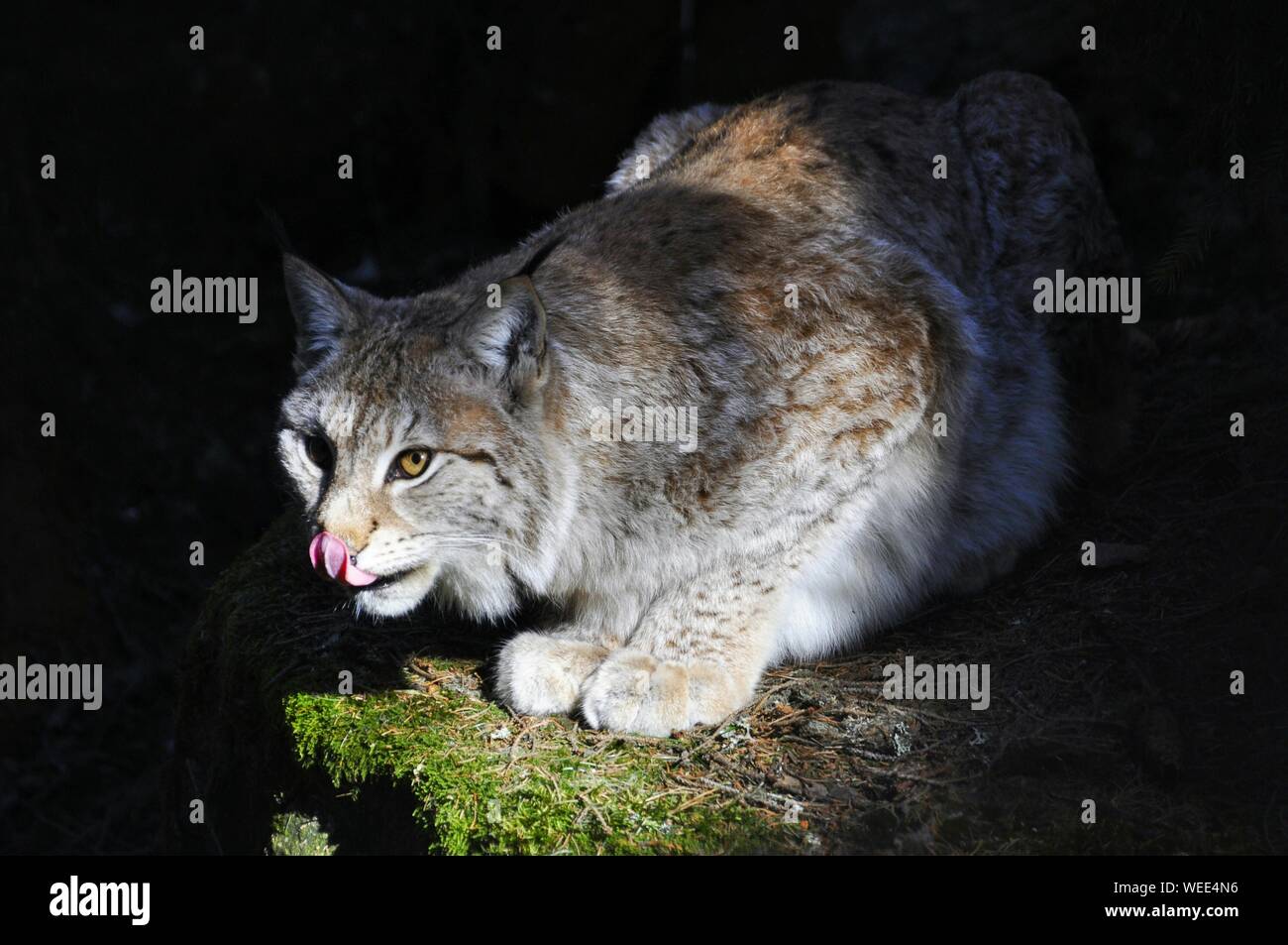 Lynx Sticking Out His High Resolution Stock Photography and Images - Alamy