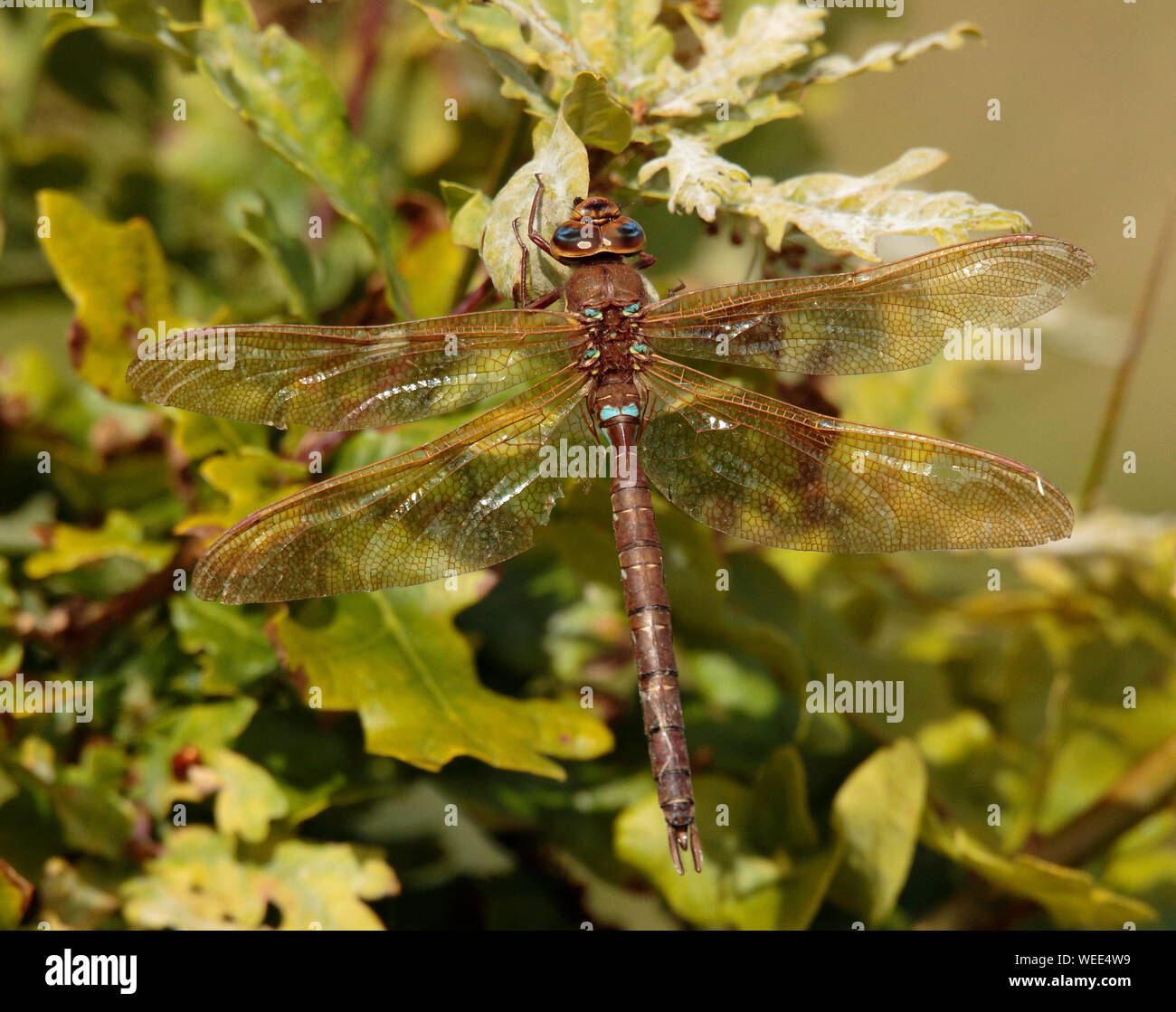 Brown Hawker Dragonfly Stock Photo - Alamy