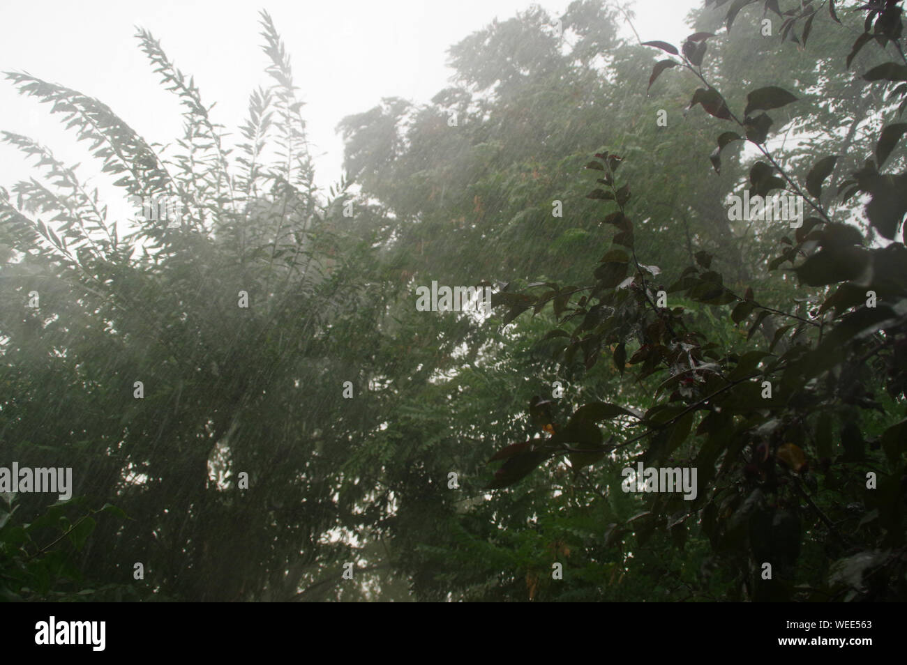 Intensive rain in the backyard garden. Streams of water above the trees ...