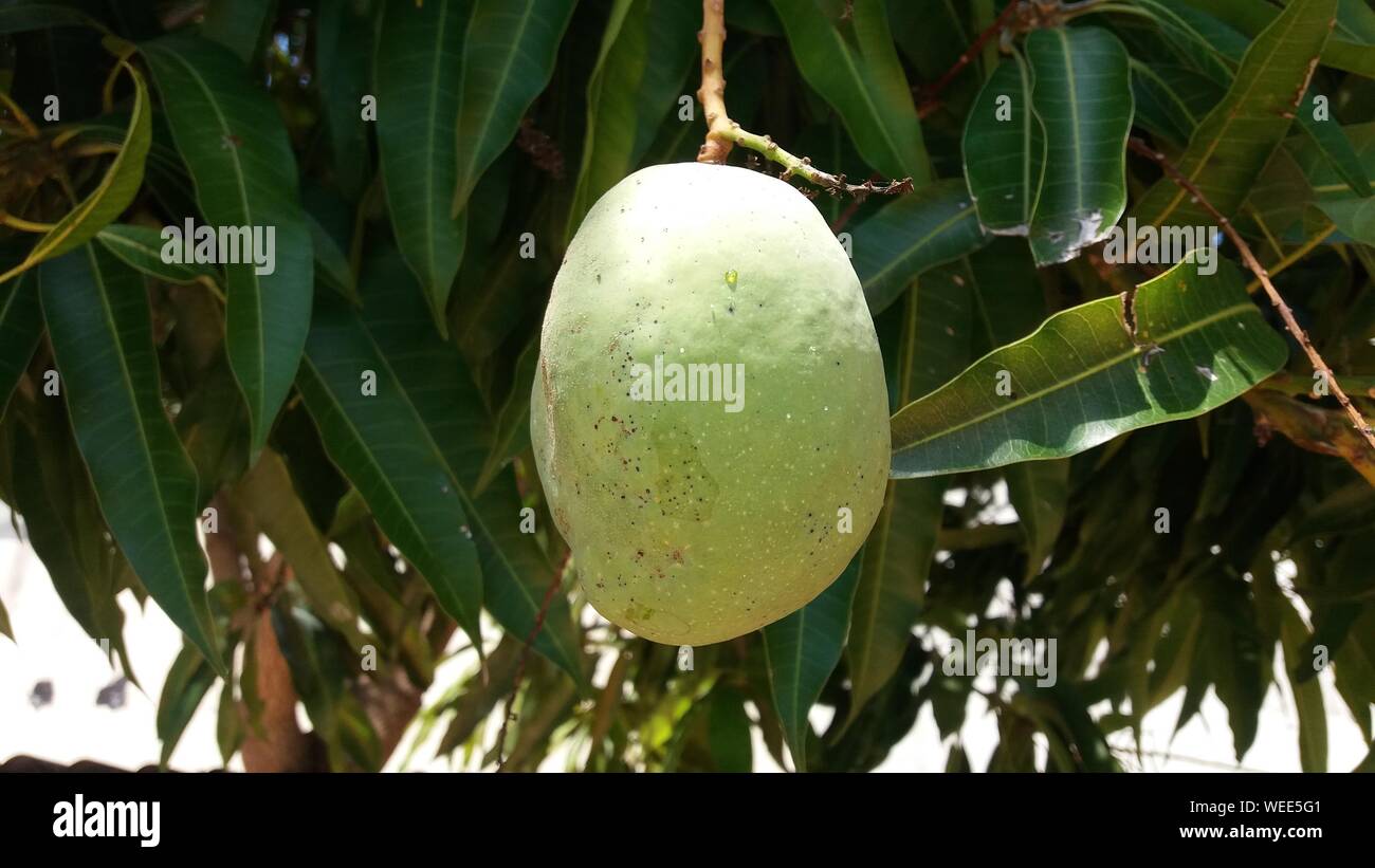 Ripe mango on tree hi-res stock photography and images - Alamy