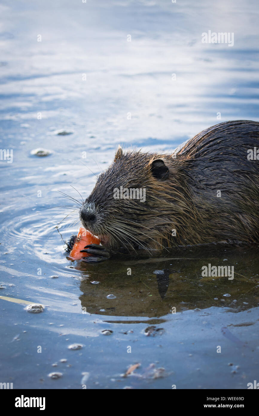 Capybara swimming hi-res stock photography and images - Alamy