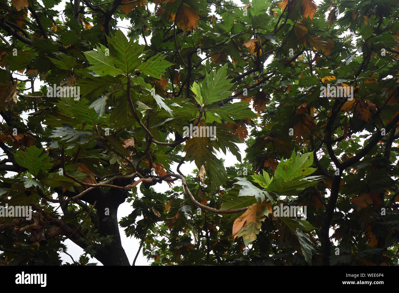 Local tree. Panaji Conservation Area. Panjim, Goa, India Stock Photo ...
