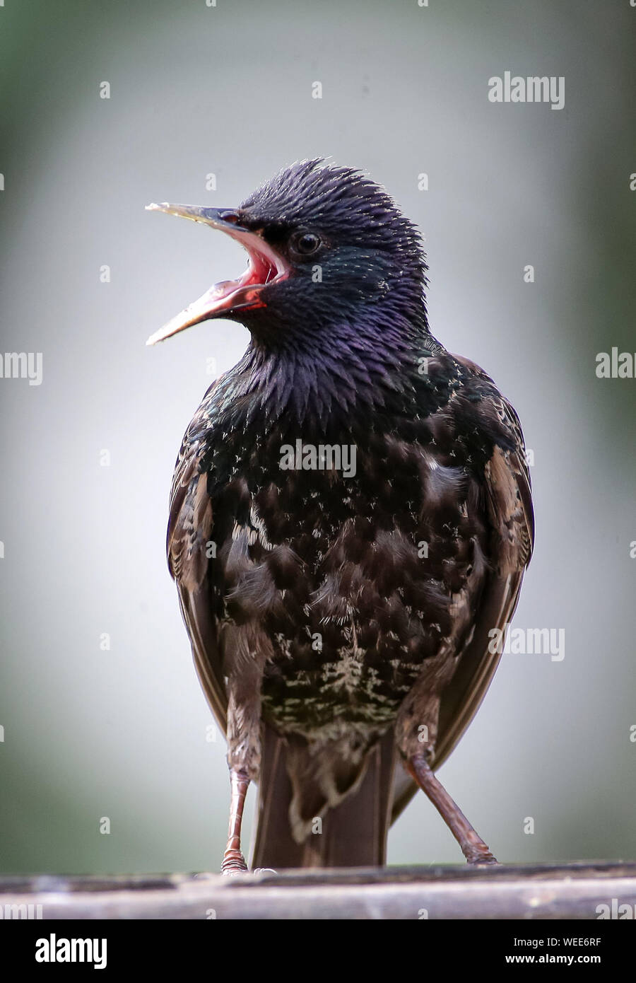 Yelper hi-res stock photography and images - Alamy