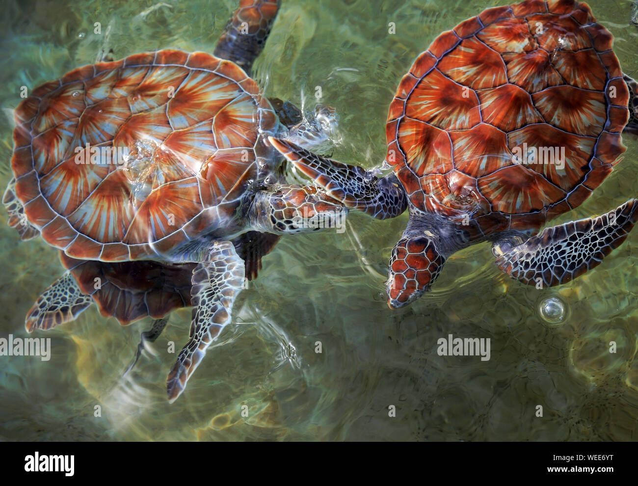 Shells and fins hi-res stock photography and images - Alamy