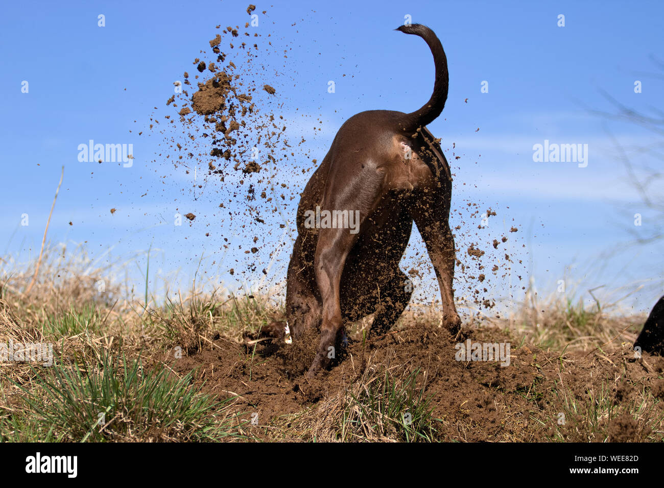 Dog digging hole hi-res stock photography and images - Alamy
