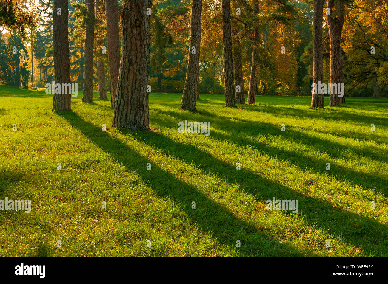 Amazing sunny forest with long tree shadows Stock Photo - Alamy