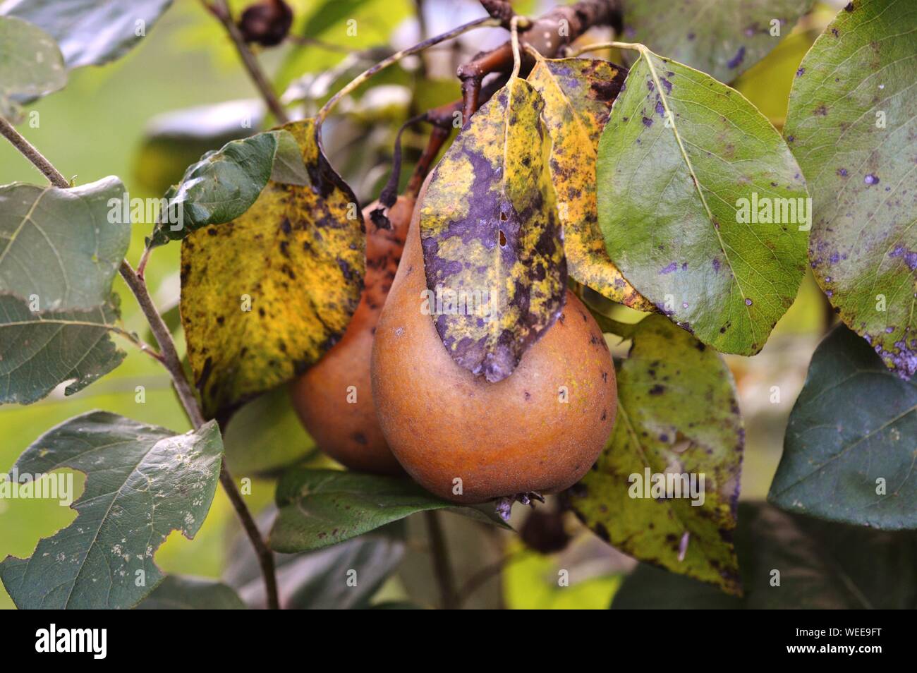 Rotting Fruits High Resolution Stock Photography and Images - Alamy