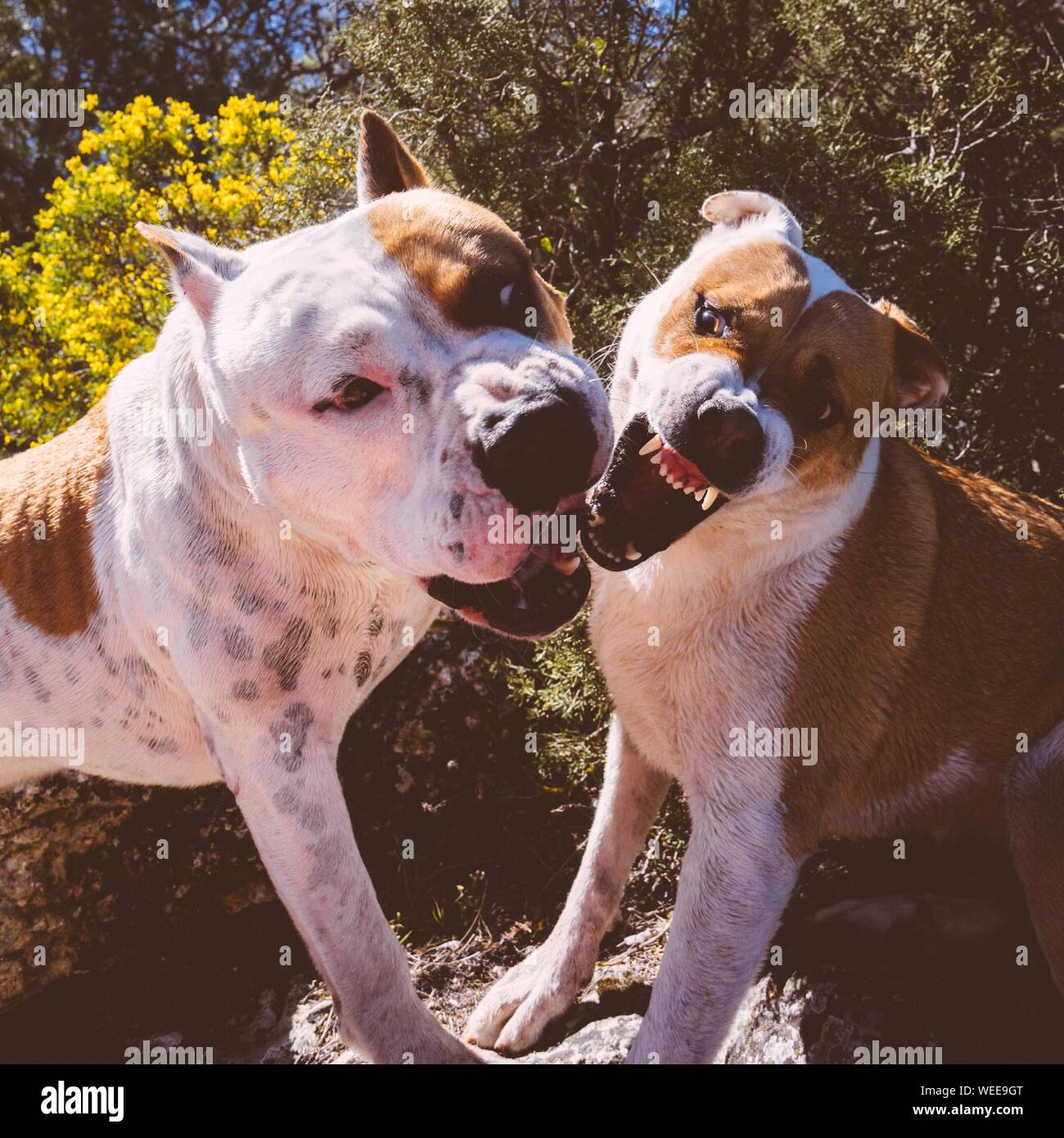 Two Dogs Barking High Resolution Stock Photography and Images - Alamy