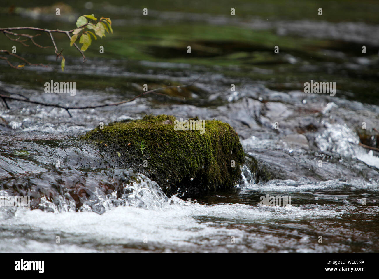 tumbling rushing waters of a turbulent shallow stream or river ...