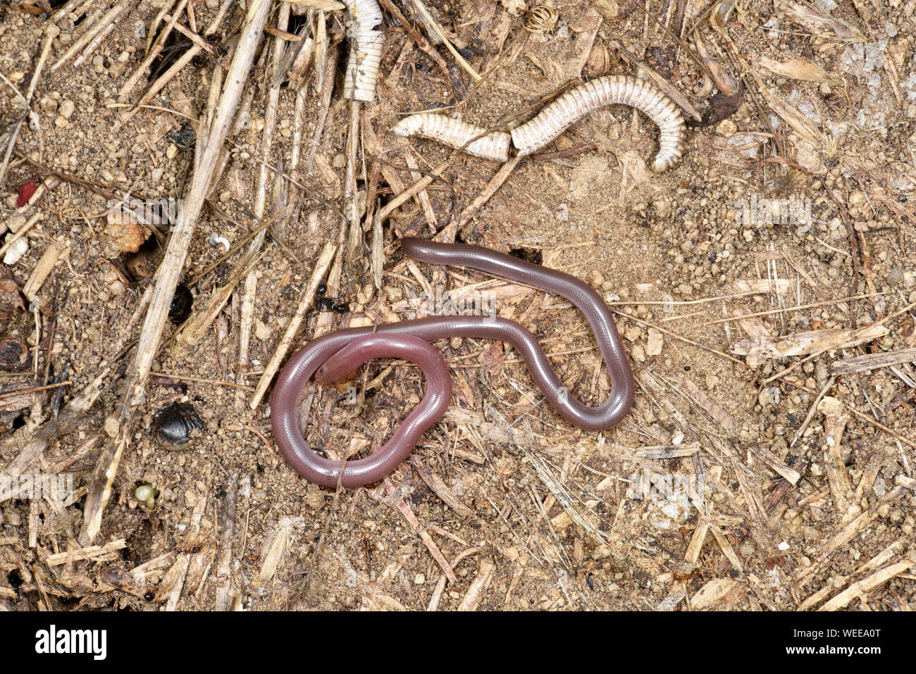 Blind snake hi-res stock photography and images - Alamy